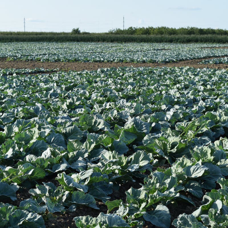 Cabbage field stock image. Image of leaf, green, farmland - 141459531