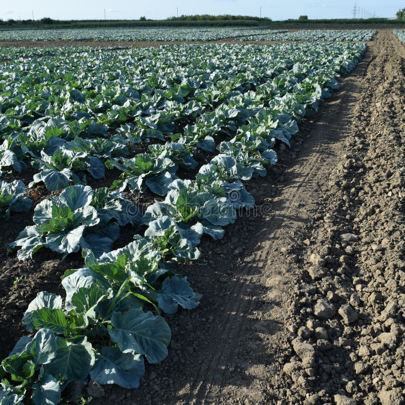 Cabbage Field. Cultivation of Cabbage in an Open Ground in the Field ...