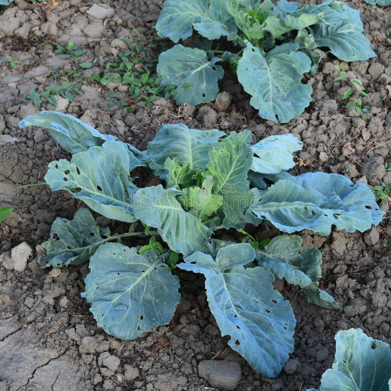 The cabbage field stock photo. Image of curly, colorful - 141459958