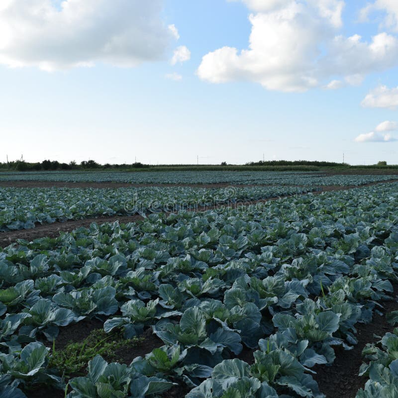 The cabbage field stock photo. Image of industry, nature - 141459990