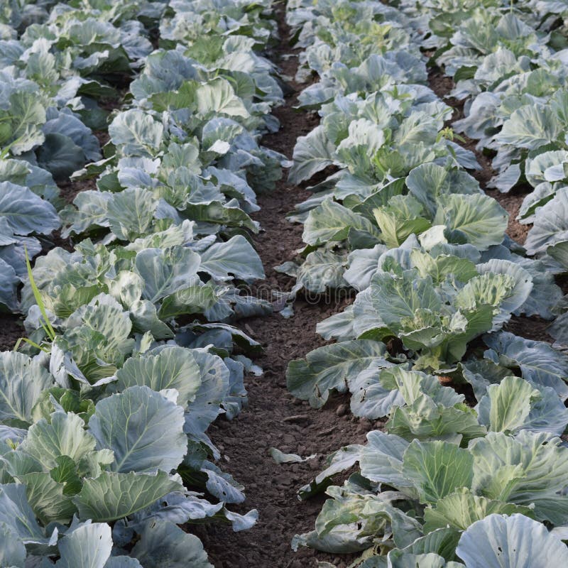 The cabbage field stock photo. Image of head, leafy - 141460048