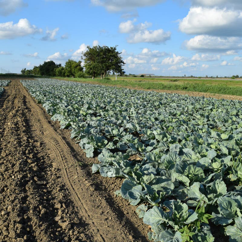 Cabbage field stock image. Image of grow, flowering - 141460339