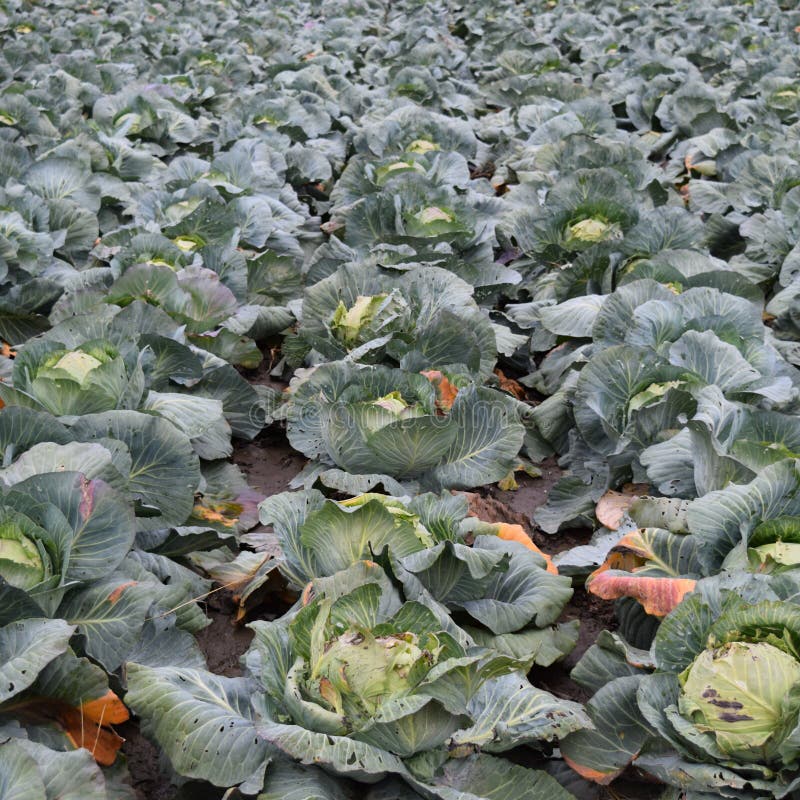 Cabbage Field. Cultivation of Cabbage in an Open Ground in the Field ...