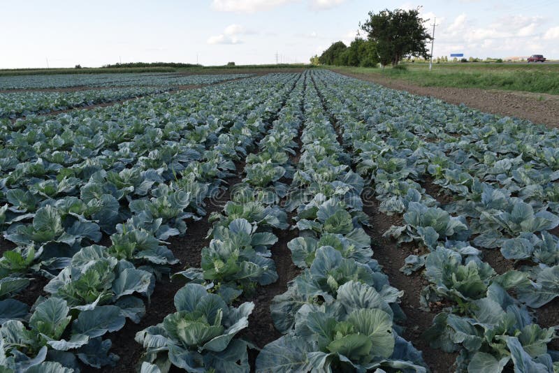 Cabbage field stock photo. Image of cabbage, head, fresh - 56912654