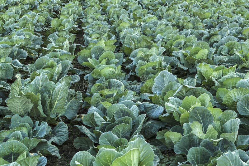 Cabbage field. stock photo. Image of nutrition, food - 60599594