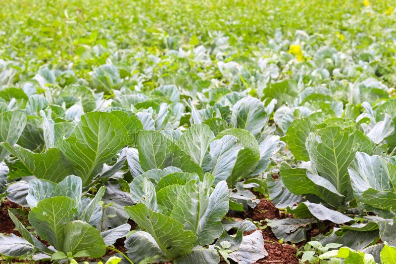 Cabbage field stock photo. Image of plant, farming, cabbage - 64405346