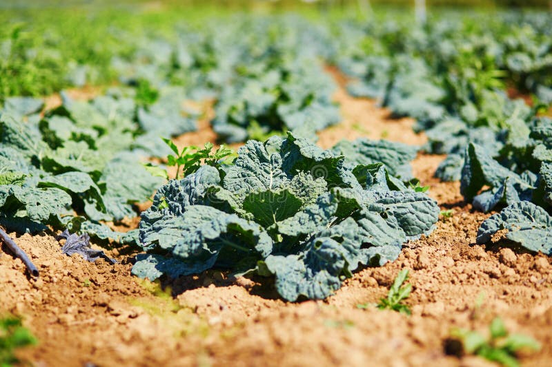 Cabbage field stock image. Image of farming, cabbage - 75423497