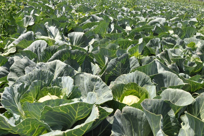 Cabbage in the field stock photo. Image of business, agriculture - 67661688