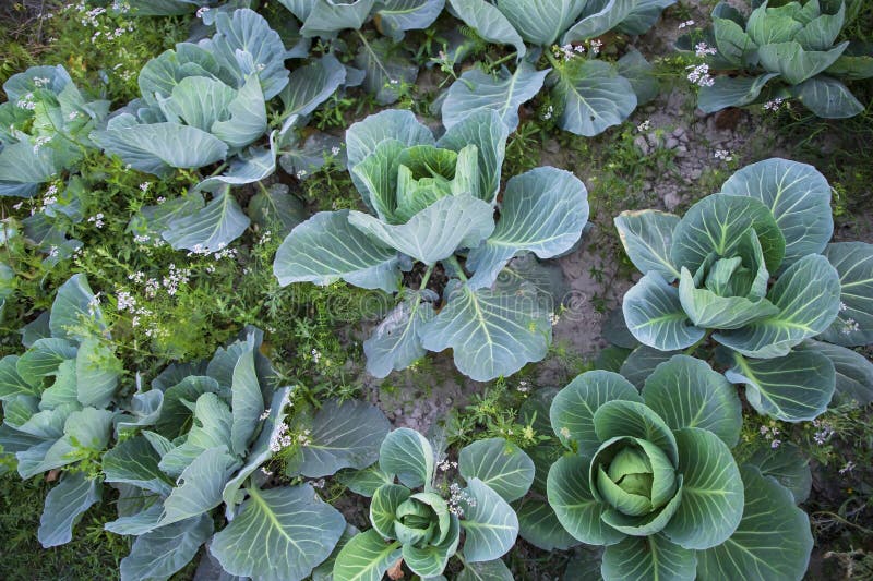 Cabbage Field in the Garden. Green Cabbage Growing in the Garden Stock ...