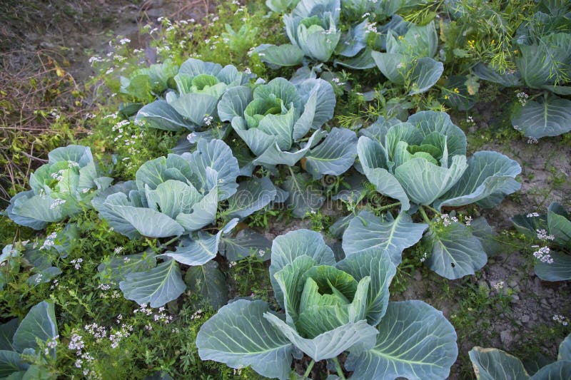 Cabbage Field in the Garden. Green Cabbage Growing in the Garden Stock ...