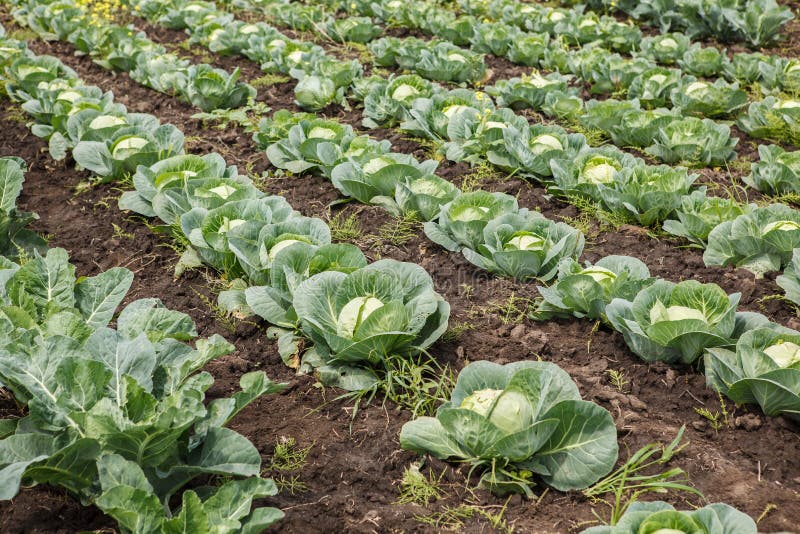 Cabbage field stock image. Image of farm, crop, nature - 50658441