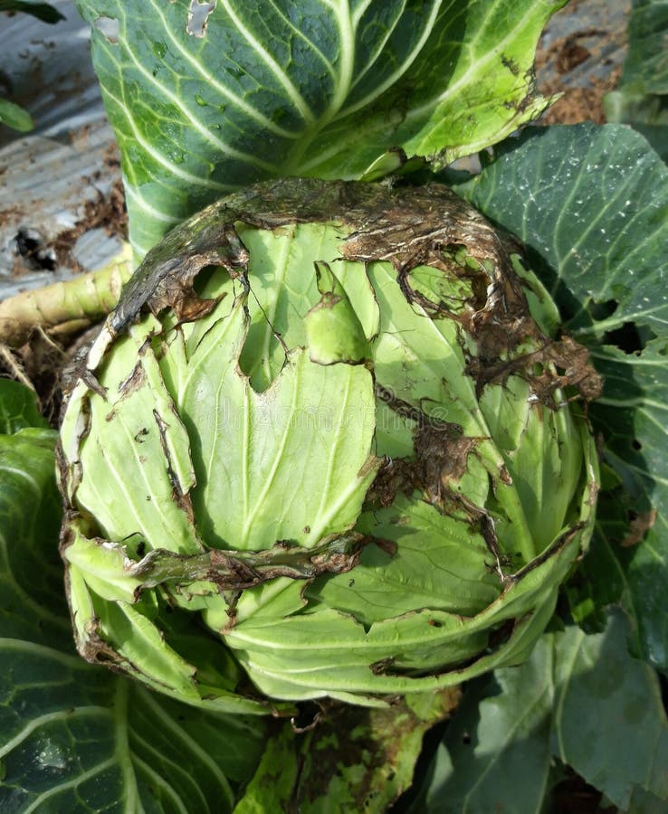 Cabbage in the Field with Infection of Bacterial Soft Rot Stock Photo ...