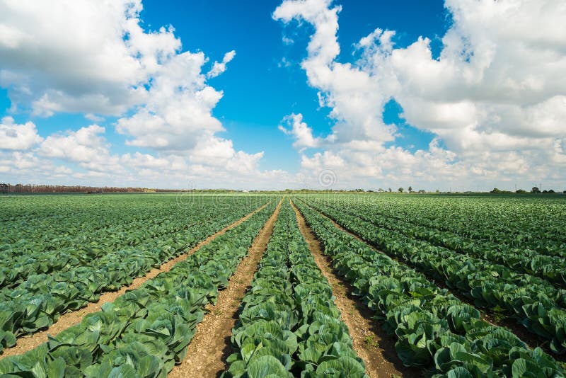 Cabbage field stock image. Image of farm, natural, grass - 37763093