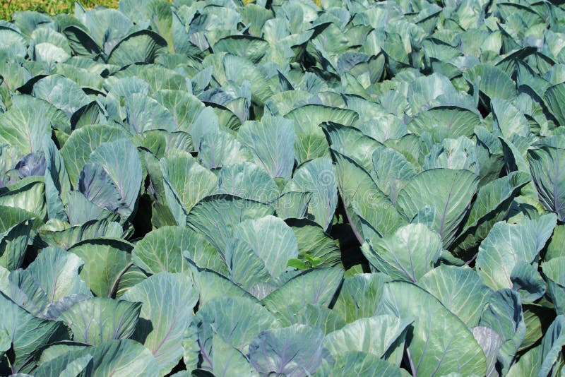 Cabbage Field stock photo. Image of farming, fruits, fields - 54854454