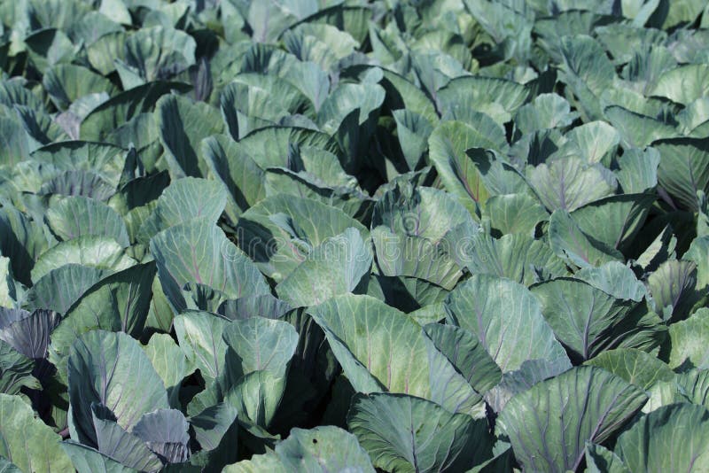 Cabbage Field stock image. Image of crops, fruit, coal - 54858491