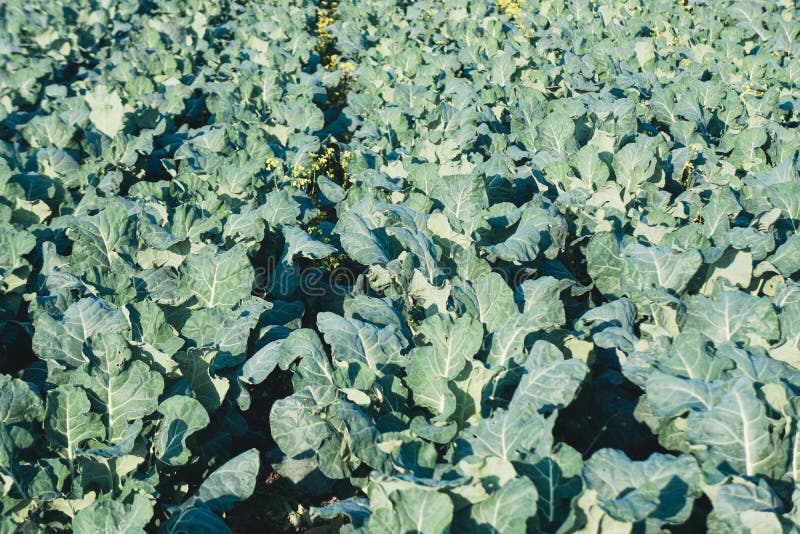 Cabbage Field. Cabbage in Line in the Field Stock Photo - Image of ...