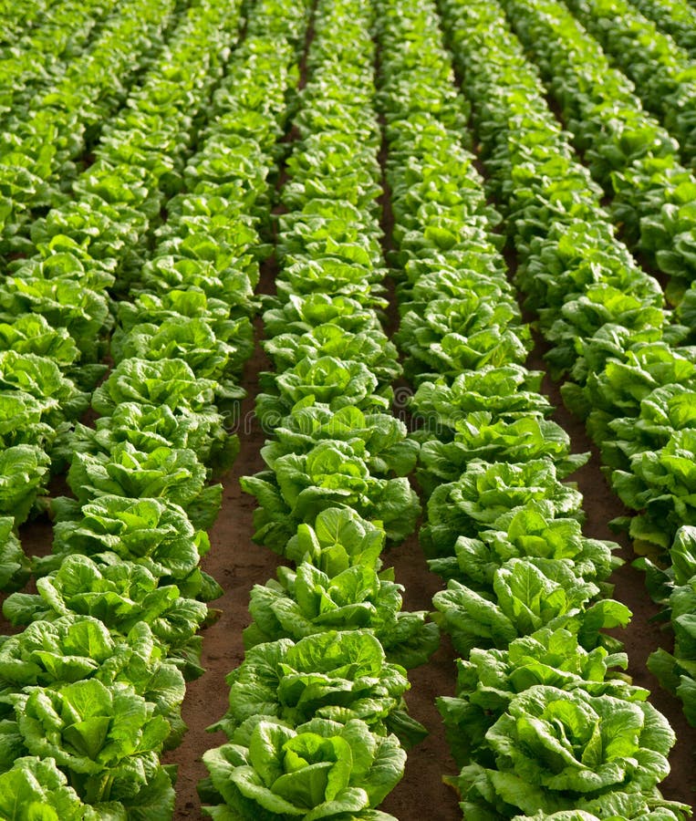 Row of Cabbage stock image. Image of organic, outdoors - 32409189