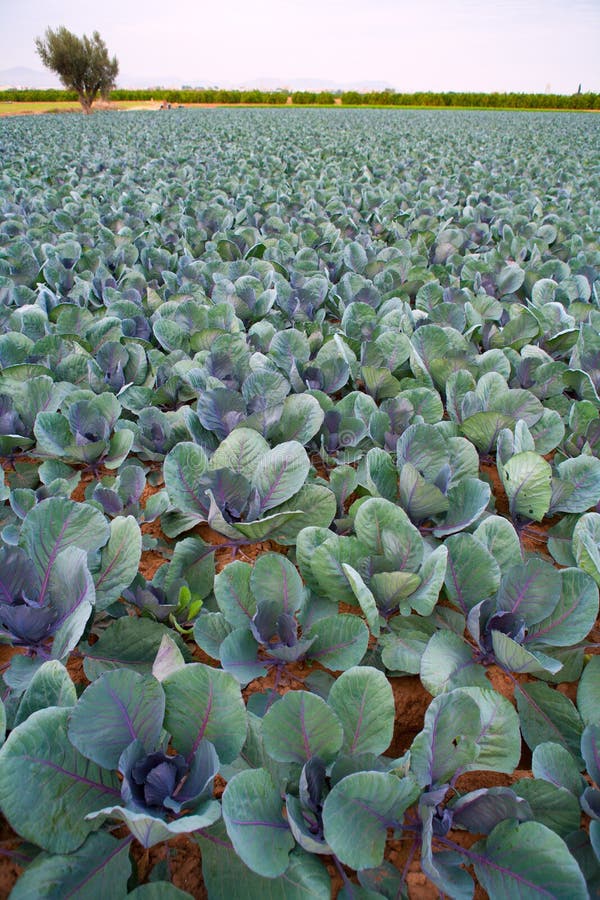 Cabbage Field Lines in a Row in Valencia Spain Stock Image - Image of ...