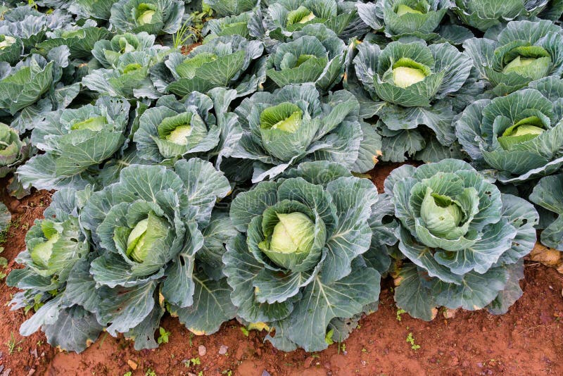 Cabbage field stock image. Image of healthy, harvested - 74165533