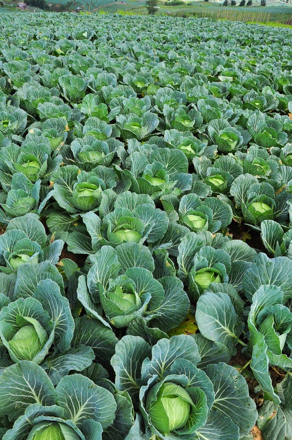 Cabbage field stock image. Image of food, farm, phetchabun - 67328021