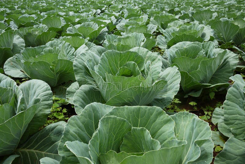 Cabbage field stock image. Image of cultivation, veggie - 43706535