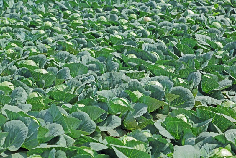 Cabbage Field stock image. Image of leaves, healthy, field - 36546167