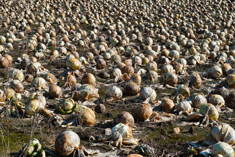 Rotten cabbage field stock photo. Image of failure, cabbages - 59095530