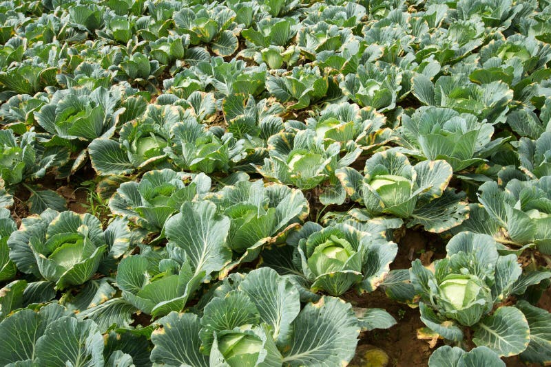 The Cabbage Field stock photo. Image of gardening, agriculture - 43331230