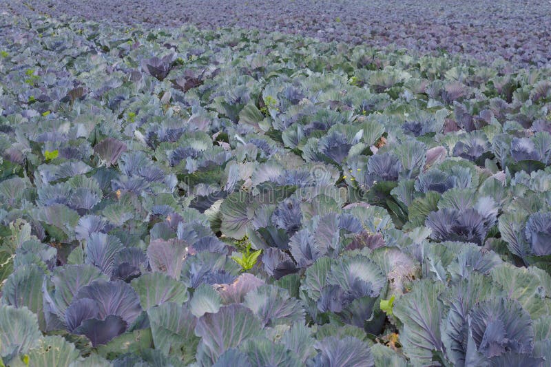 Red Cabbage Field stock image. Image of fresh, food, production - 31133159