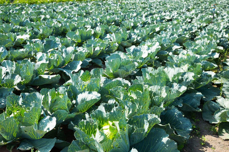Chinese cabbage stock photo. Image of eating, chinese - 22001646