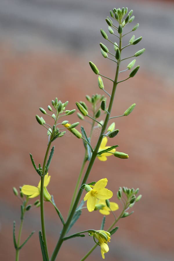Cabbage flower stock photo. Image of close, garden, cabbage - 120551876