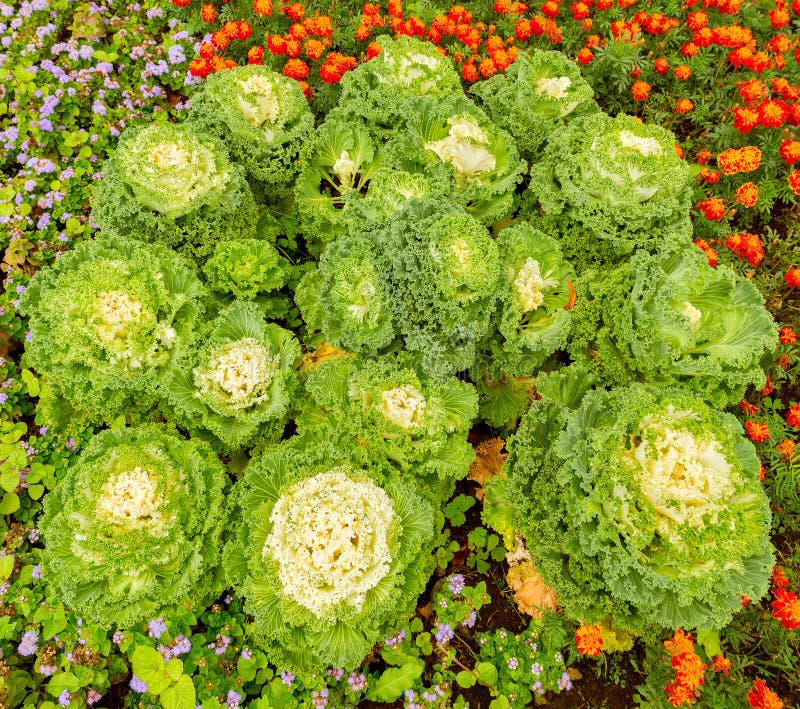 Cabbage Flower on the Flowerbed. Stock Image - Image of pistils ...