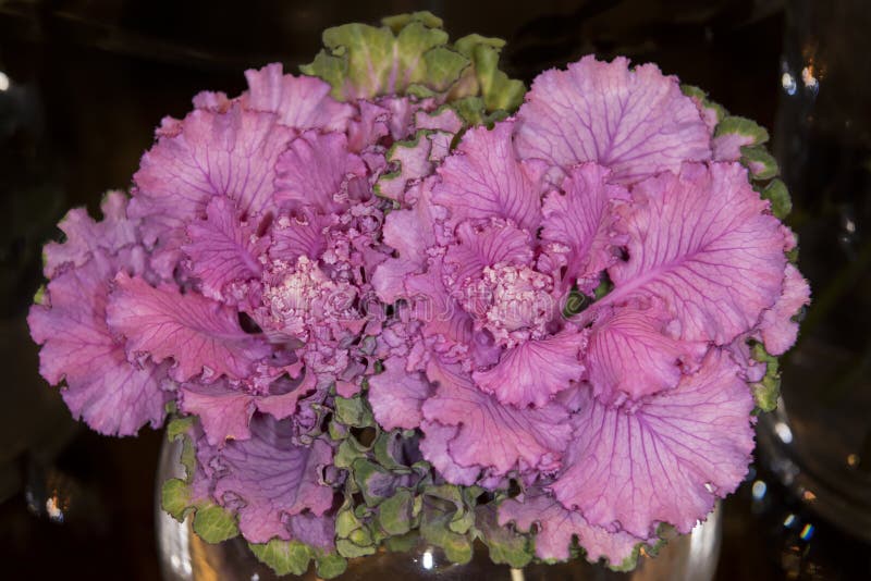 Cabbage flower stock image. Image of blooms, modern, blooming - 49089425