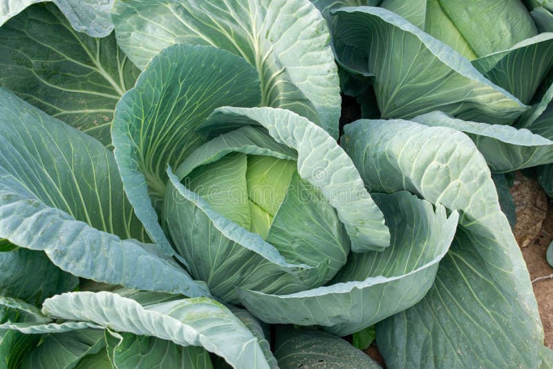 Cabbage flowers on a farm stock image. Image of agriculture - 242742865