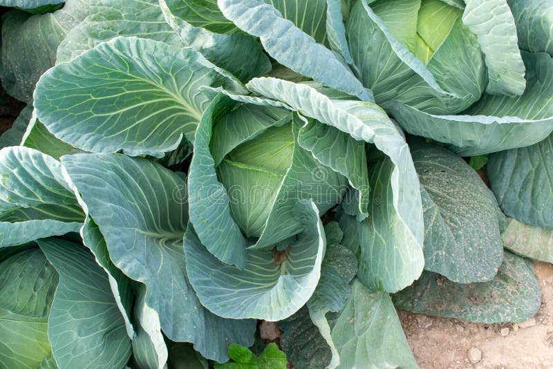Cabbage flowers on a farm stock image. Image of food - 242742873