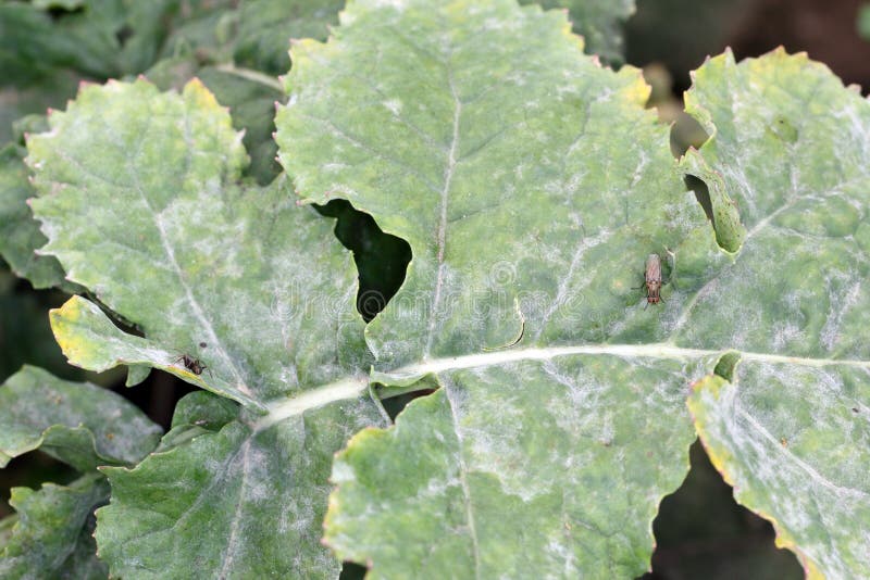 Cabbage Fly (also Cabbage Root Fly, Root Fly or Turnip Fly) - Delia ...