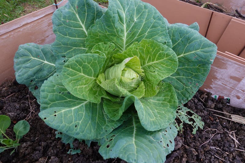 Cabbage Forming a Head for Harvesting. Cabbage Head in the Vegetable ...