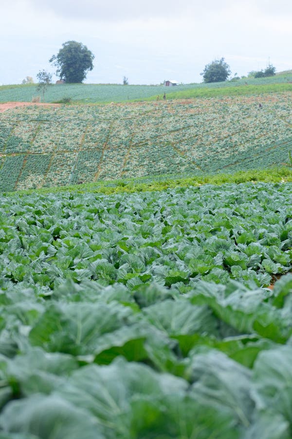 Cabbage farm stock image. Image of healthy, vegetable - 46629529