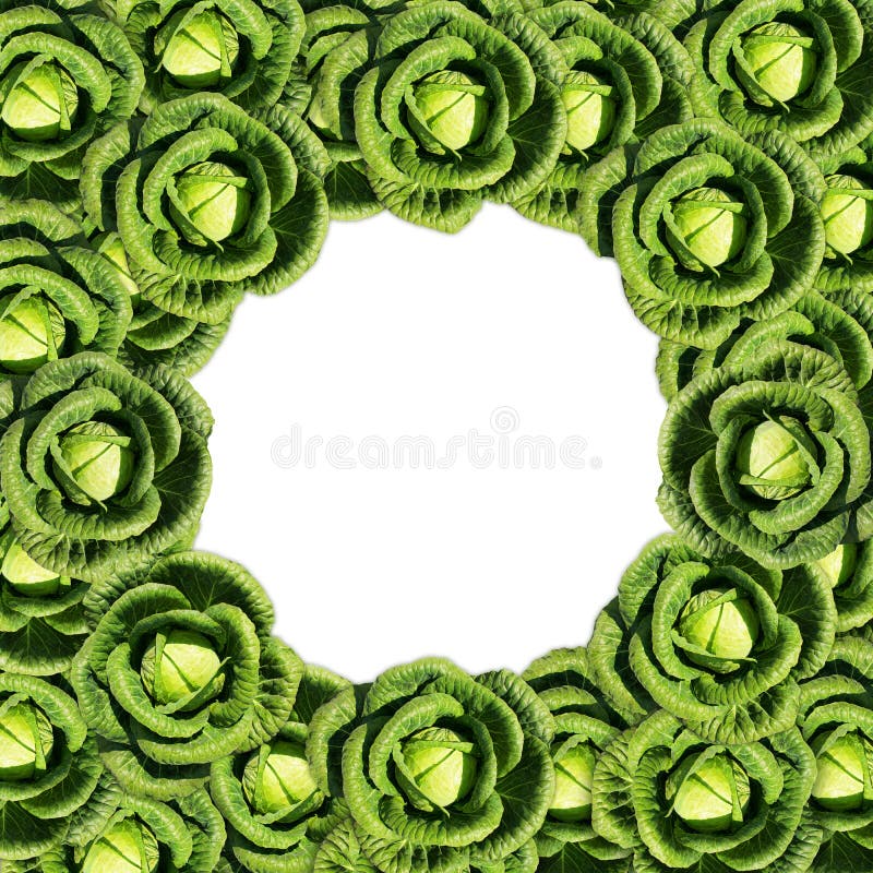 Cabbage stock image. Image of ingredient, isolated, circle - 30465433