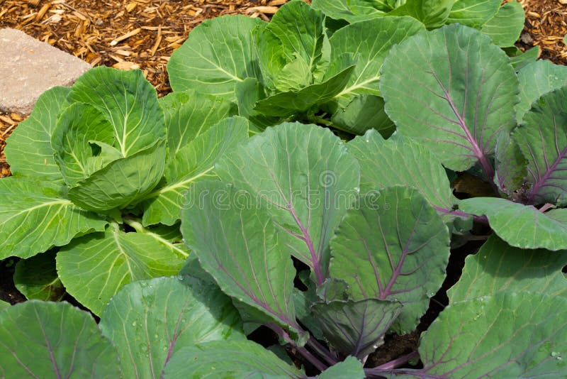 Cabbage stock photo. Image of growing, cultivation, home - 150742932
