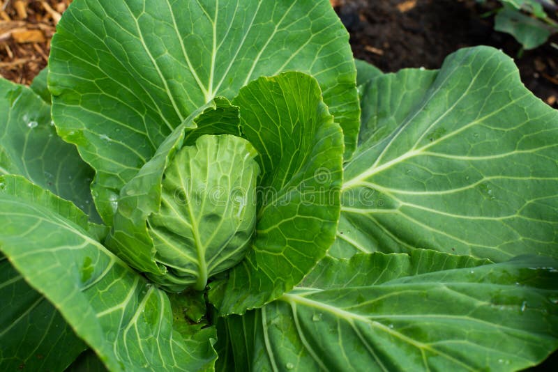 Cabbage stock photo. Image of clean, closeup, beautiful - 150744526