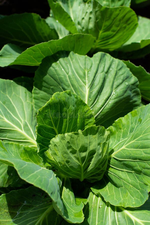 Cabbage stock photo. Image of foliage, green, farming - 150745536