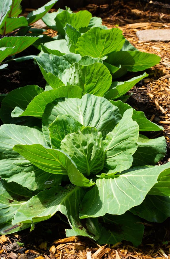 Cabbage stock photo. Image of gardening, foliage, food - 150746118