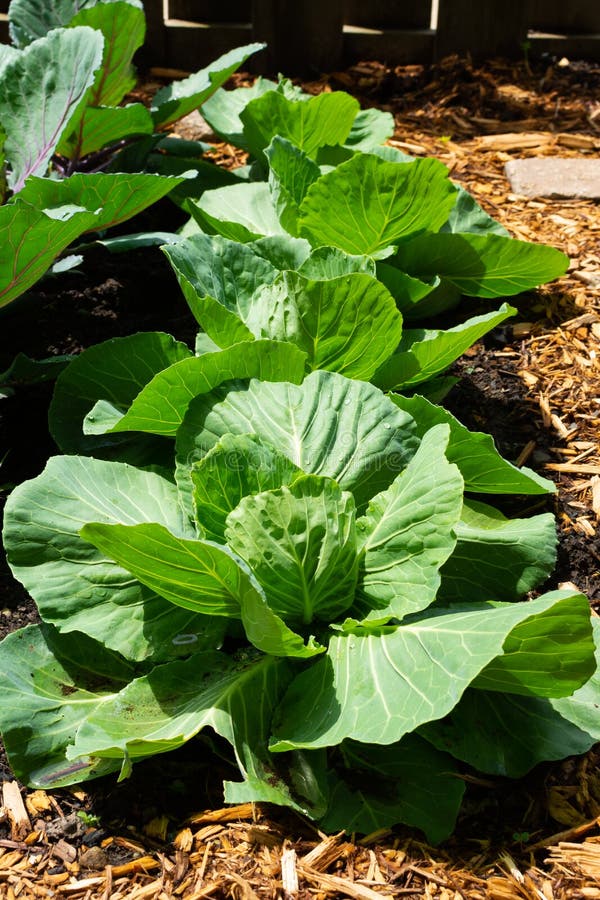 Cabbage stock image. Image of foliage, closeup, home - 150746193