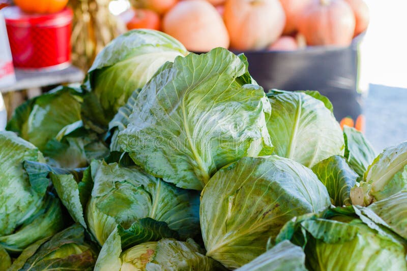 Cabbage stock photo. Image of healthy, farm, brassica - 102423228