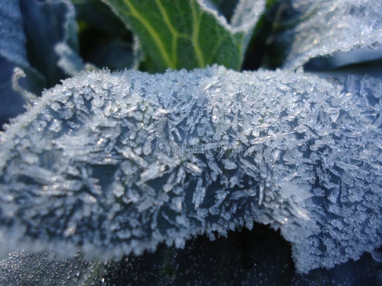 Cabbage frost and snow stock photo. Image of plants, nplants - 63324978