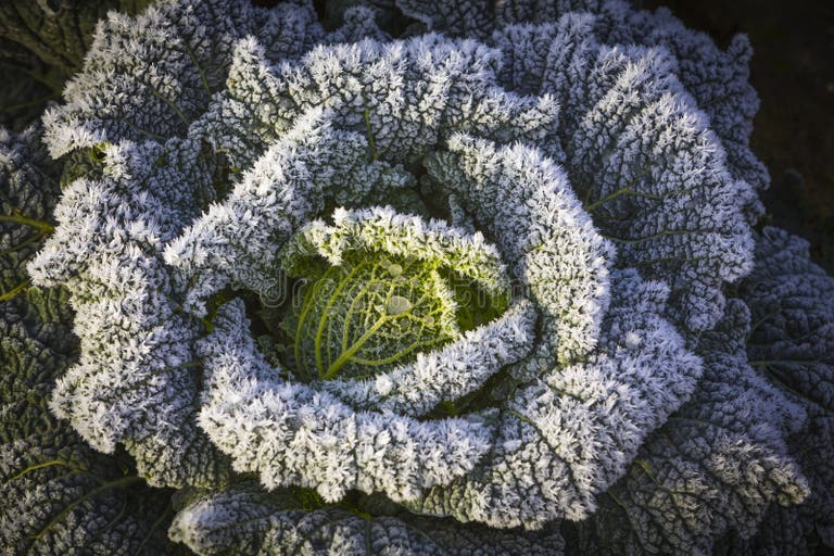 Cabbage stock image. Image of pflanze, kristall, nahrungsmittel - 35481083