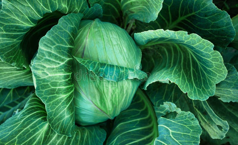 Cabbage, Fruit on the Bed. View from Above Stock Image - Image of leaf ...