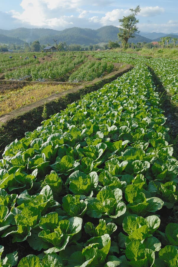 Cabbage garden stock image. Image of outdoors, turnip - 17709451