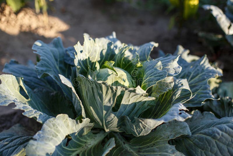 Green Cabbage in the Garden Stock Photo - Image of healthy, cultivation ...
